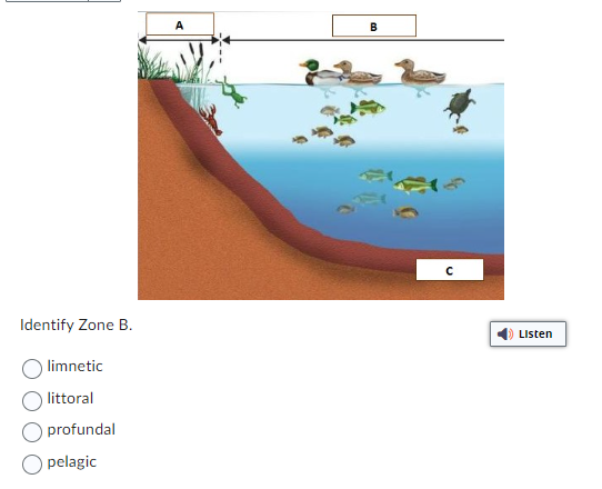 Solved Identify Zone B. limnetic littoral profundal | Chegg.com