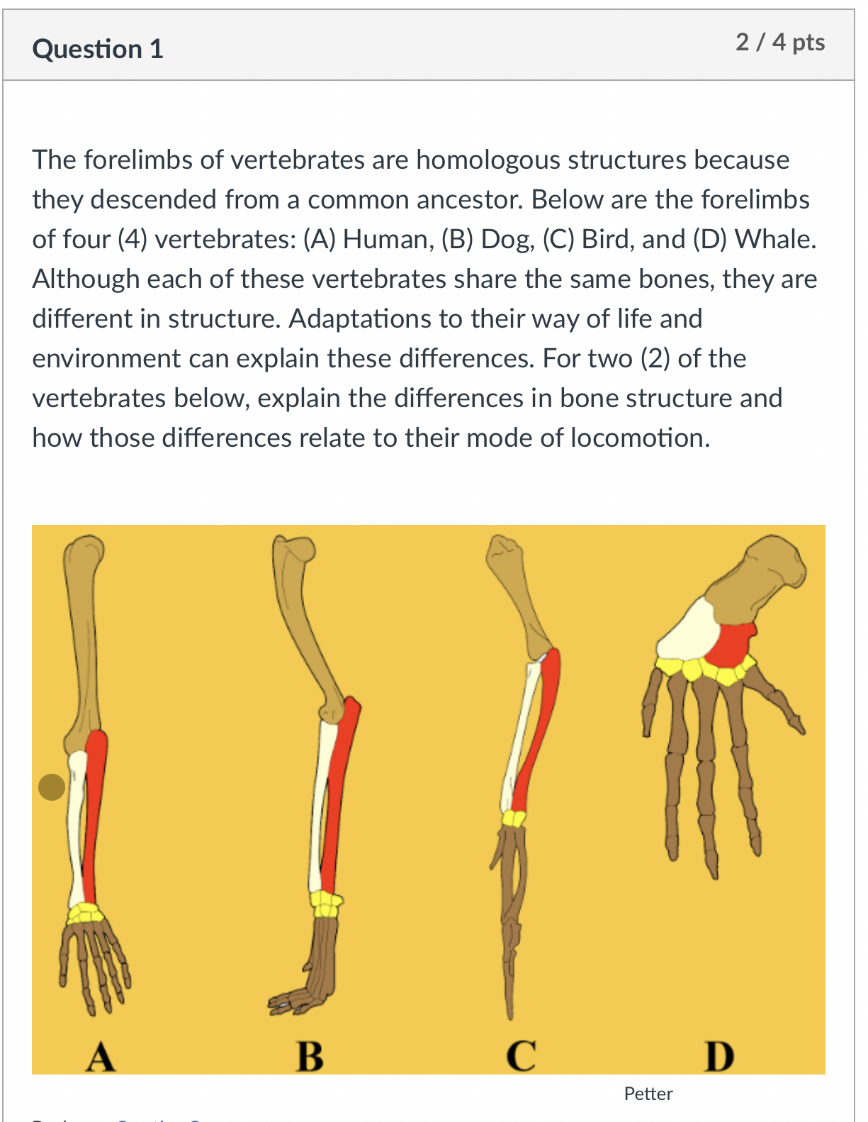 Solved Question 12 / 4 ﻿ptsThe forelimbs of vertebrates are | Chegg.com