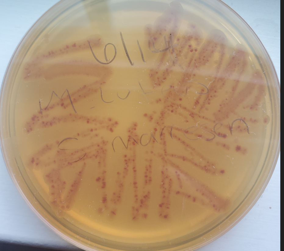 Did you obtain isolated colonies of both organisms? | Chegg.com