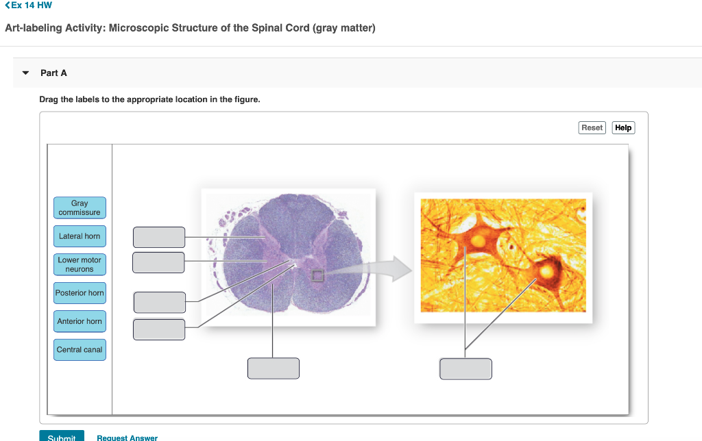 Solved Art-labeling Activity: Microscopic Structure of the | Chegg.com