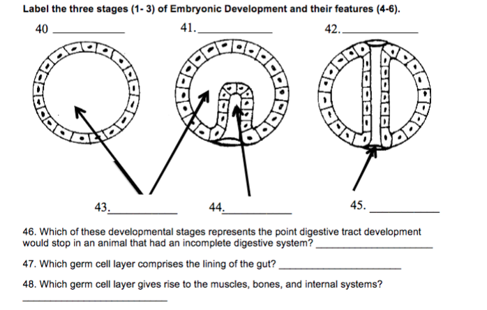 Solved Label the three stages (1- 3) of Embryonic | Chegg.com