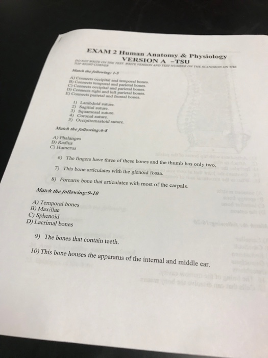 Solved EXAM 2 Human Anatomy Physiology VERSION A TSU Chegg