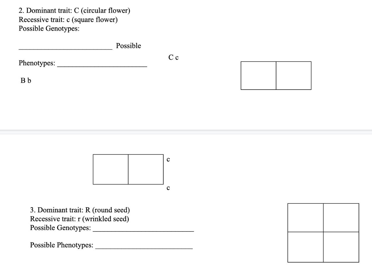 Solved Practice with Monohybrid Punnett Squares Read the | Chegg.com
