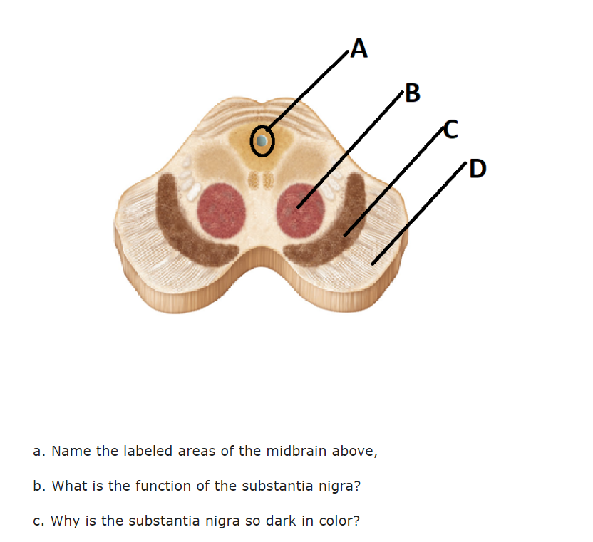 Solved a. Name the labeled areas of the midbrain above, b. | Chegg.com