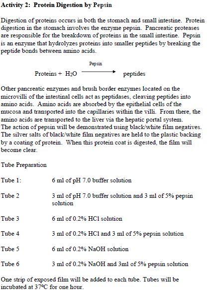 Activity 2: Protein Digestion by Pepsin Digestion of | Chegg.com