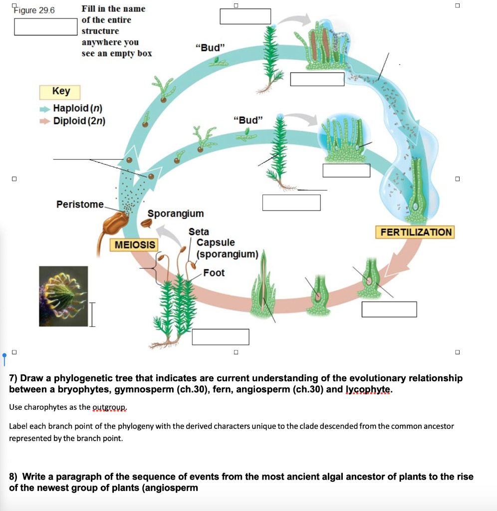 Solved Figure 29.6 Fill in the name of the entire structure | Chegg.com