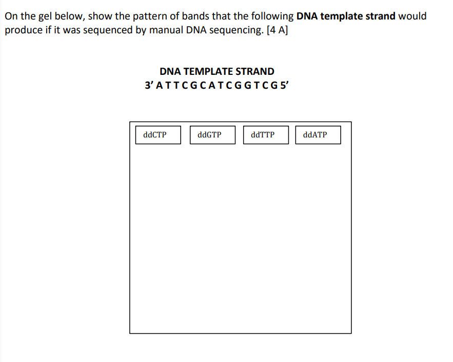 Solved On the gel below, show the pattern of bands that the | Chegg.com
