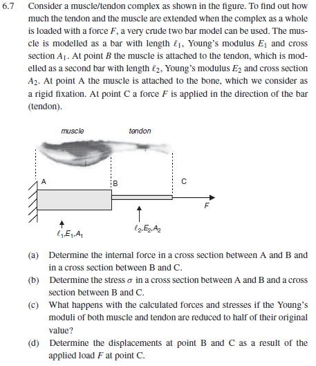 Solved 6.7 Consider a muscle/tendon complex as shown in the | Chegg.com