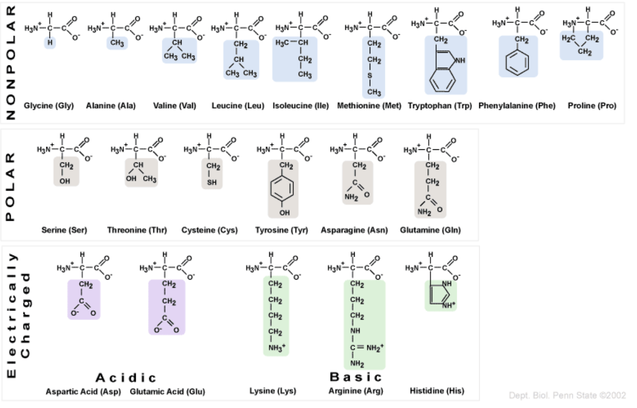 Solved Provide the name or three-letter code of one amino | Chegg.com