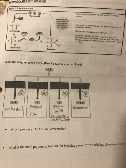 Solved Ch 8: Microbial Metabolism- Catabolic Process Review | Chegg.com