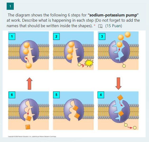 Sodium Potassium Pump Diagram