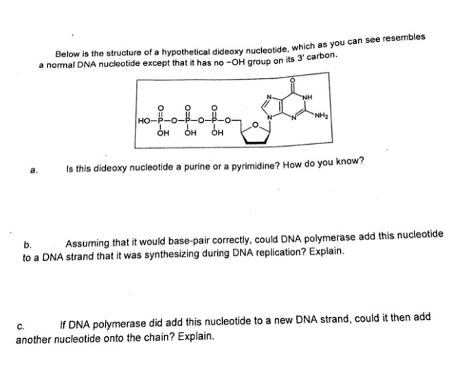 Solved Below is the structure of a hypothetical dideoxy | Chegg.com