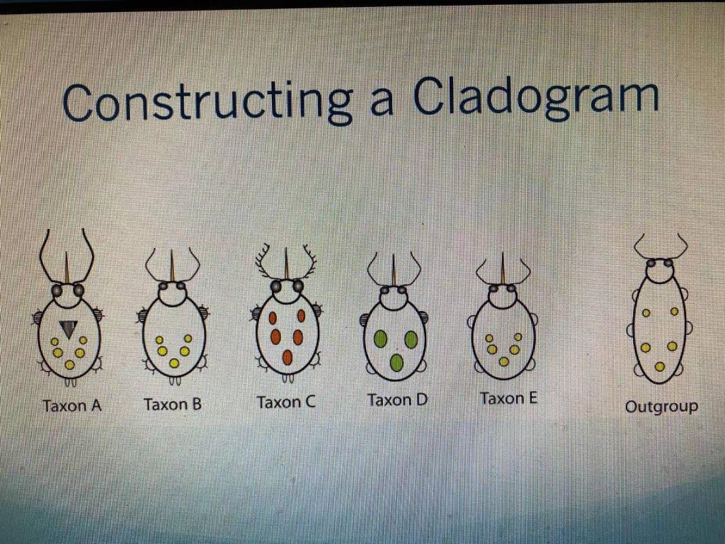 Solved Constructing a Cladogram oo Oo oo Taxon A Taxon B | Chegg.com