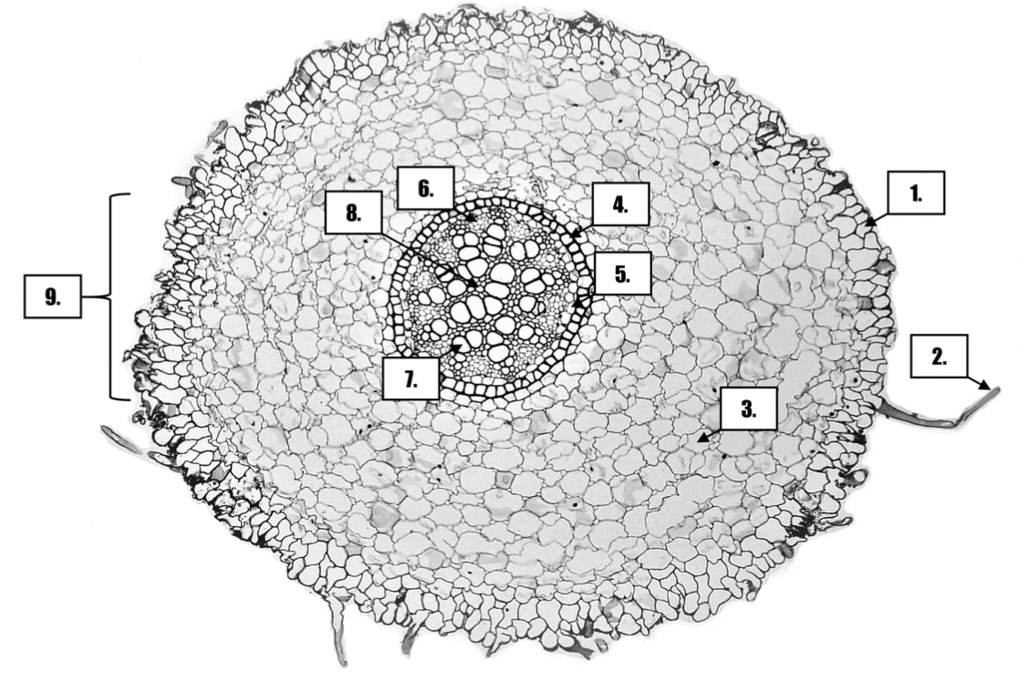 Solved Examine this microscopic cross-section of a lily | Chegg.com