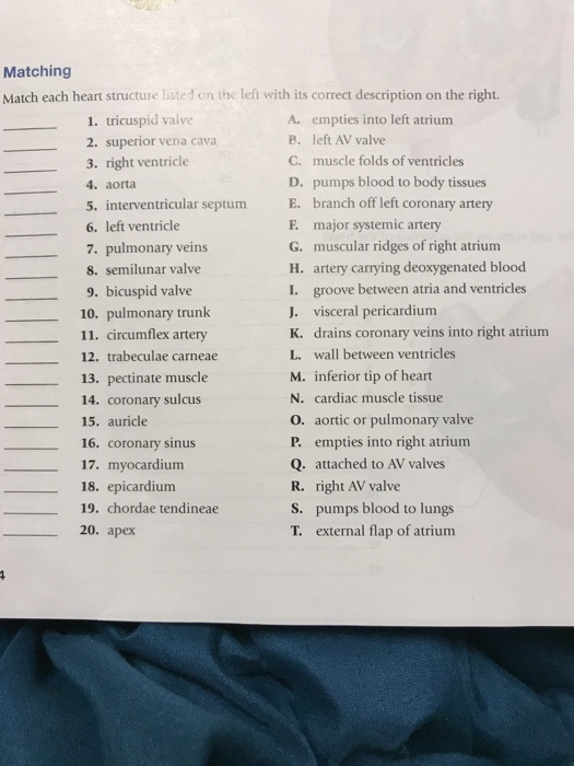 Solved Matching Match each heart structure listed on the | Chegg.com