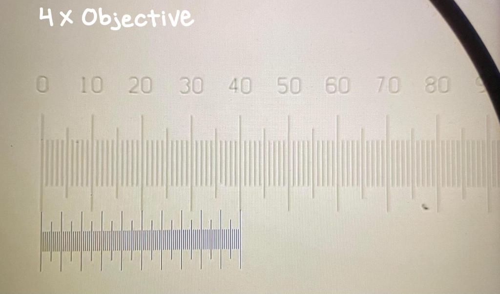 Solved 10x Objective 0 10 20 30 40 50 60 70 80 90 100 4 x | Chegg.com