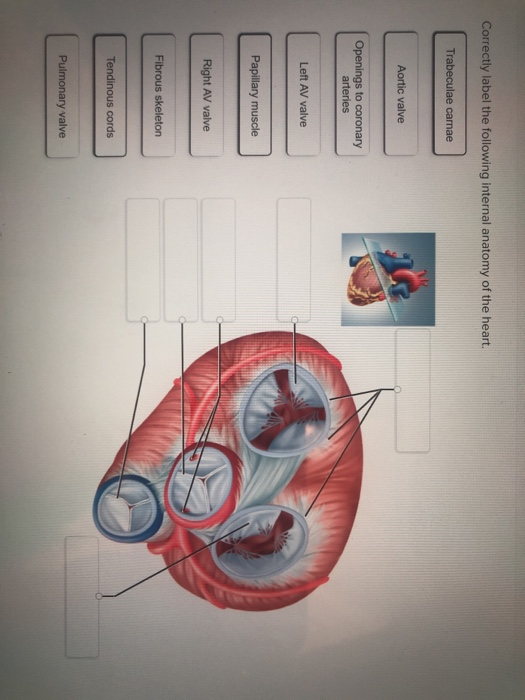 Solved Correctly label the following internal anatomy of the | Chegg.com