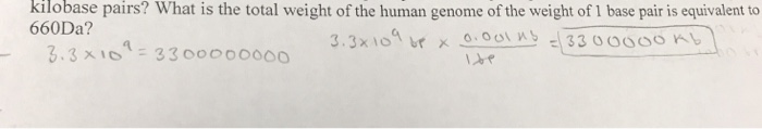 Solved kilobase pairs? What is the total weight of the human | Chegg.com