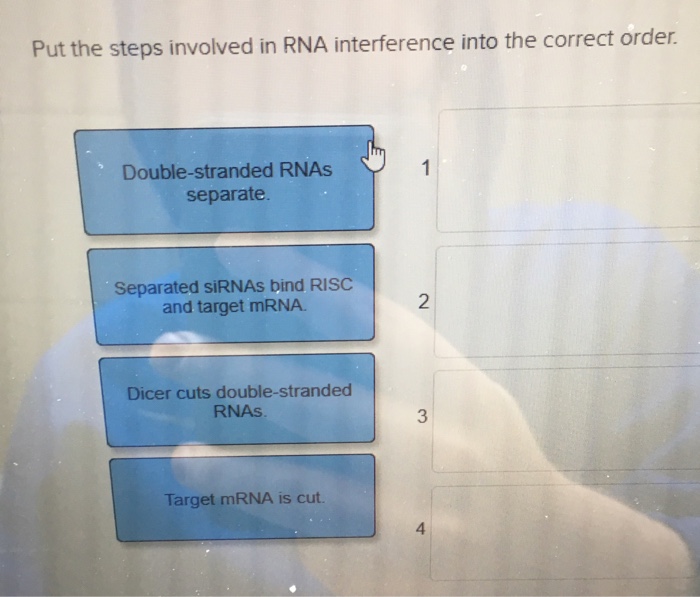 Solved Put the steps involved in RNA interference into the | Chegg.com