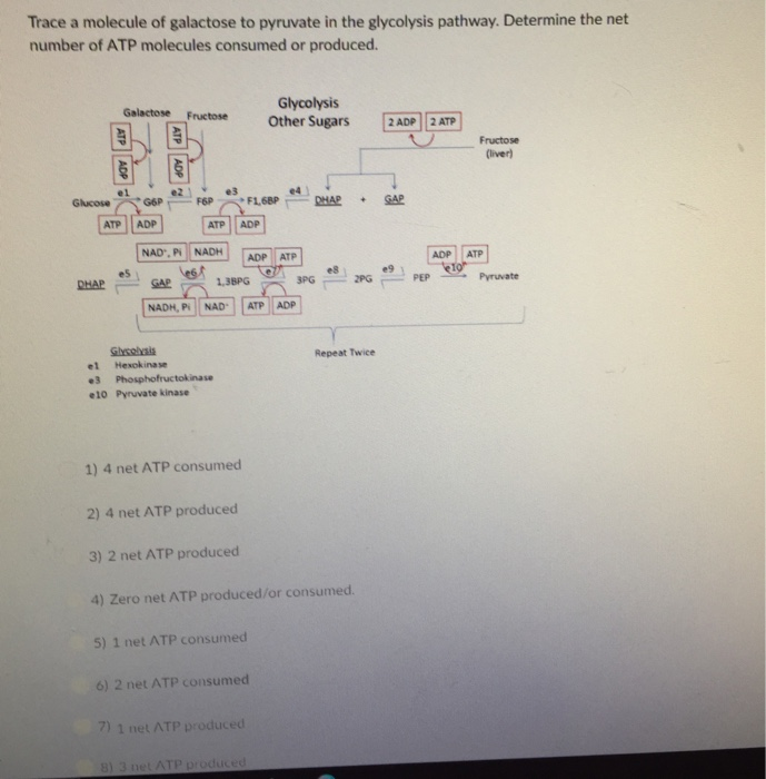 Solved Trace a molecule of galactose to pyruvate in the | Chegg.com