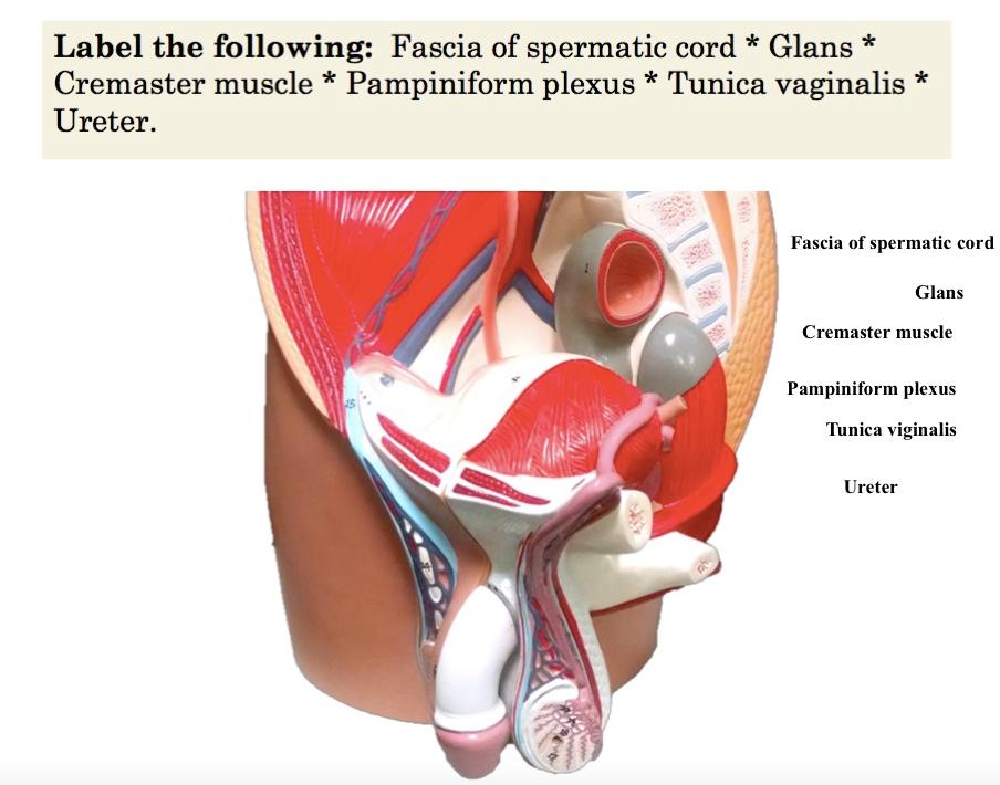 Cremaster Muscle Model