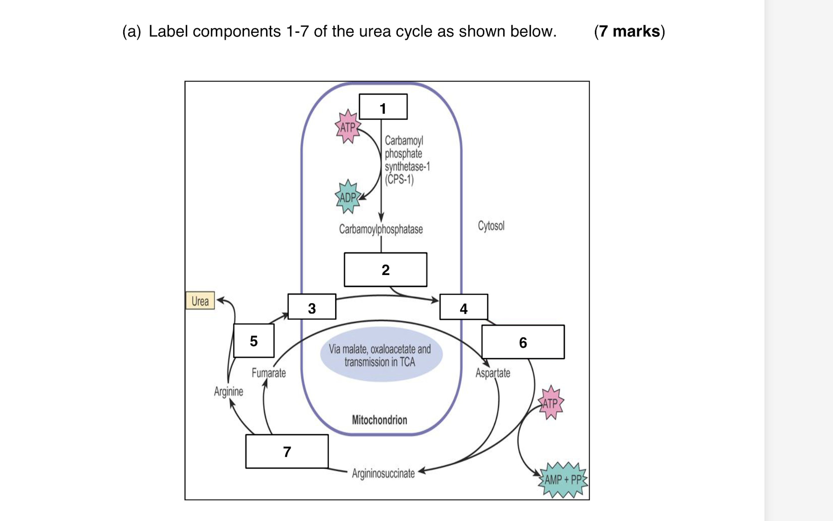 Solved (a) Label components 1-7 of the urea cycle as shown | Chegg.com