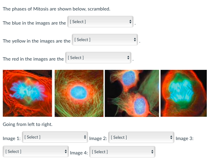 Solved The phases of Mitosis are shown below, scrambled. The | Chegg.com