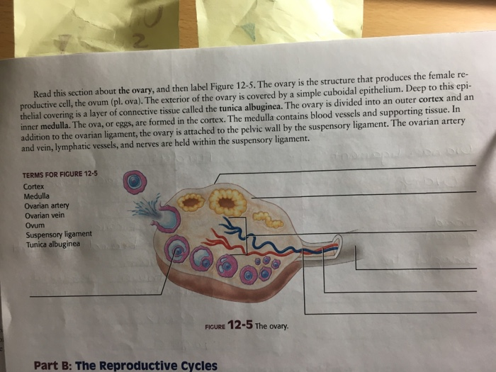 Solved Read this section about the ovary, and then label | Chegg.com