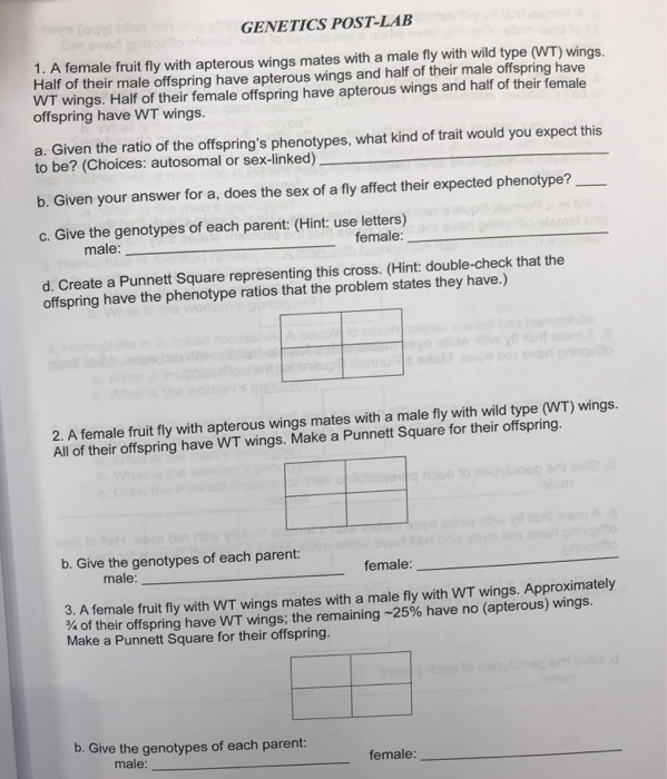 Solved GENETICS POST-LAB 1. A female fruit fly with apterous | Chegg.com