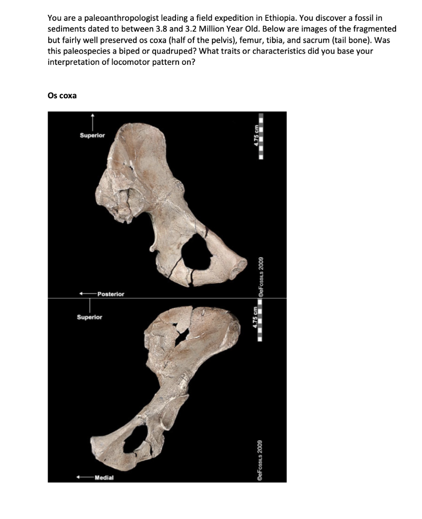 Solved You are a paleoanthropologist leading a field | Chegg.com