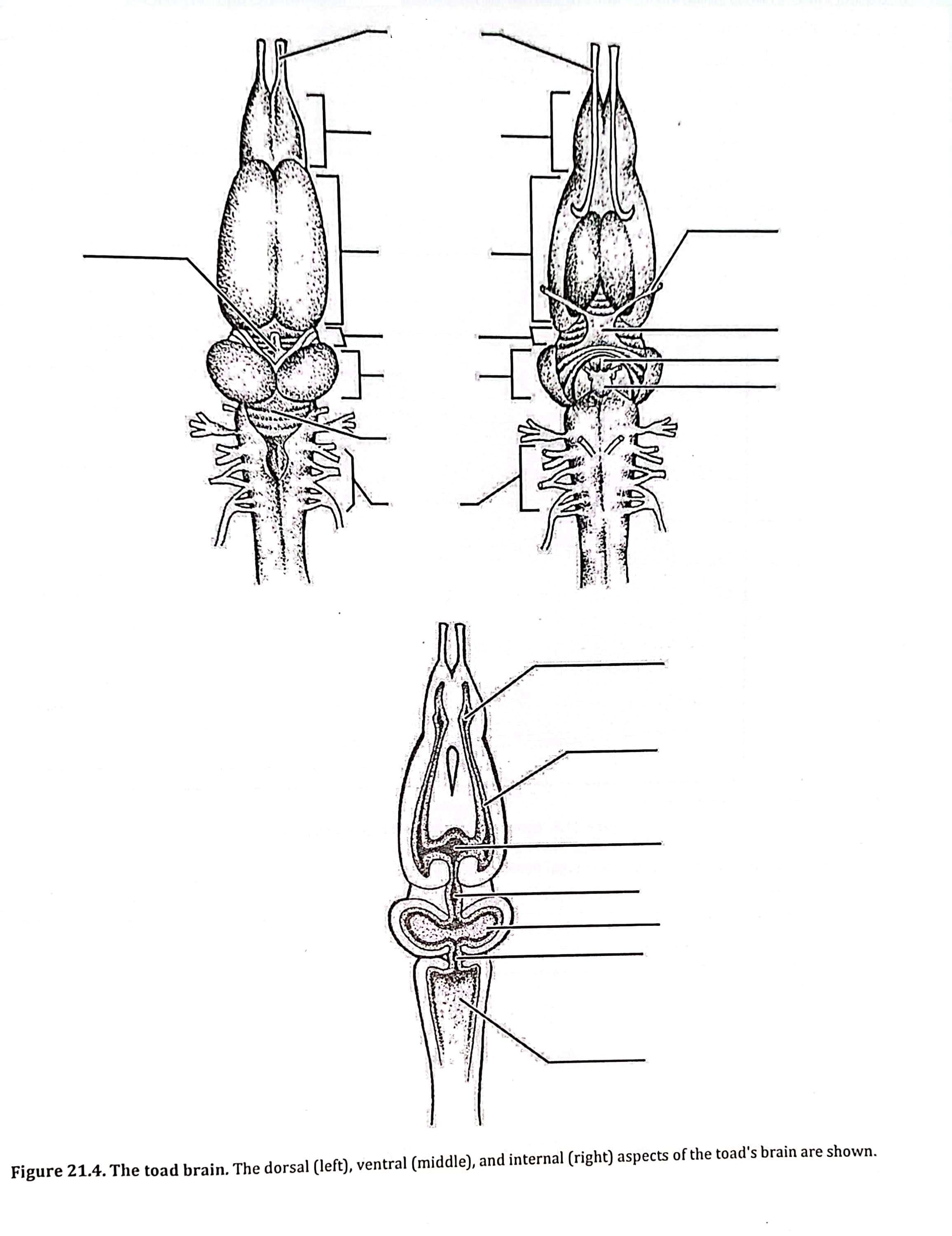 Label the parts of the brain of the toad. | Chegg.com