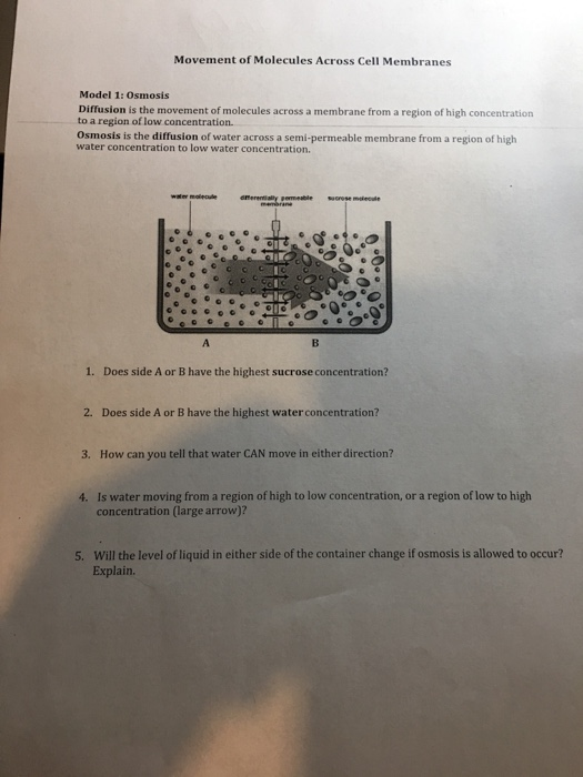 Solved Movement of Molecules Across Cell Membranes Model 1: | Chegg.com
