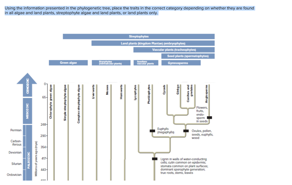 Land Plant Phylogeny