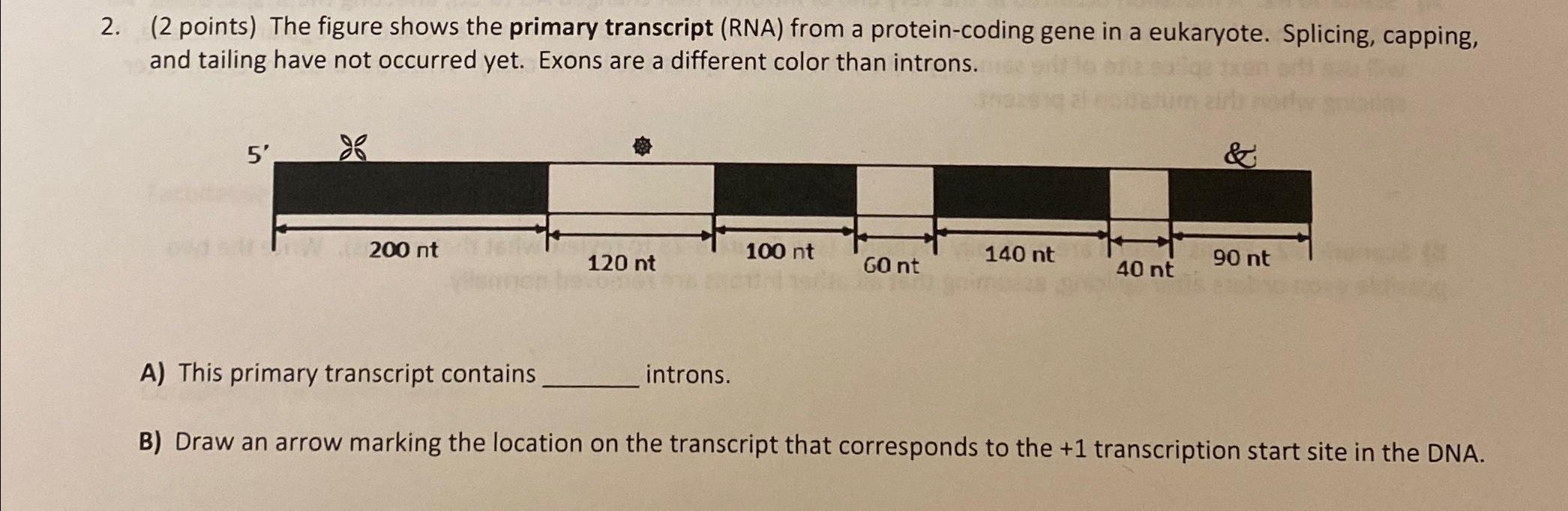 Solved 2. (2 points) The figure shows the primary transcript | Chegg.com