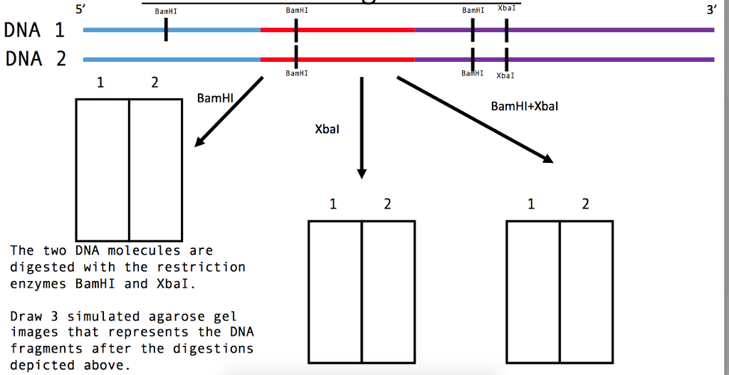 Solved 5' BamHI BamHI 3' BamHI XbaI DNA 1 DNA 2 BamHI BaHI | Chegg.com
