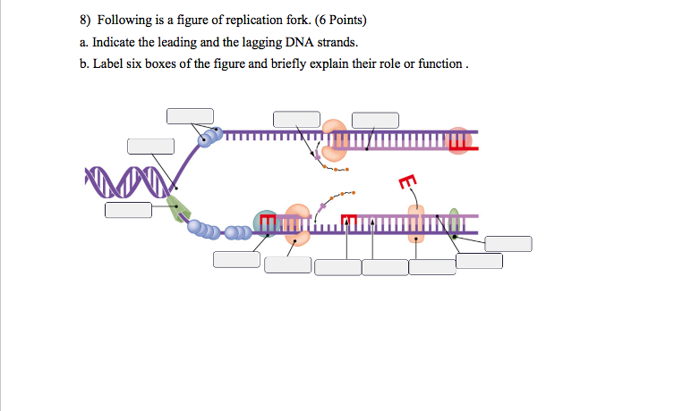 Solved 8) Following is a figure of replication fork. (6 | Chegg.com