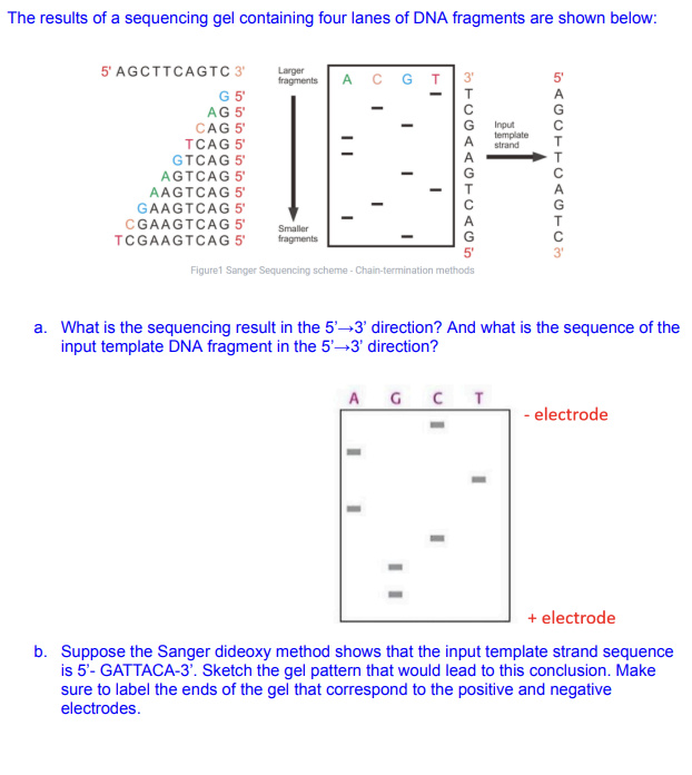 Solved The results of a sequencing gel containing four lanes | Chegg.com