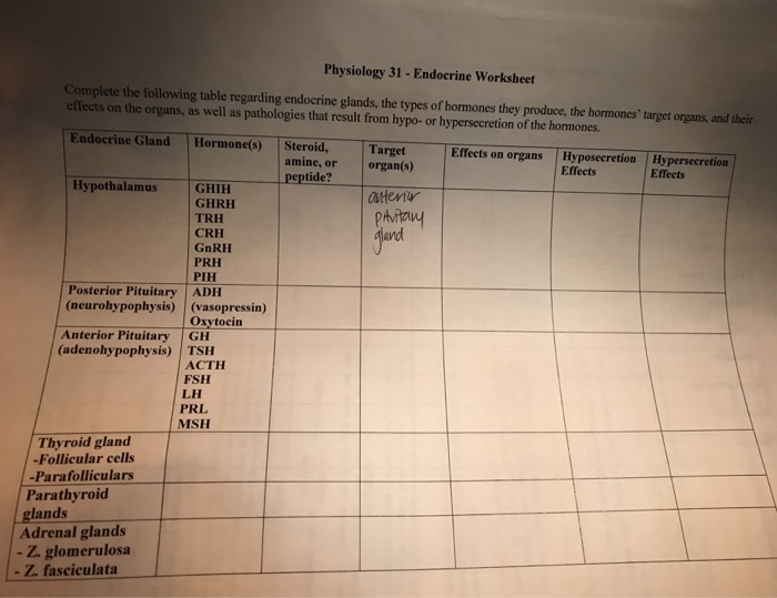 Solved Physiology 31 Endocrine Worksheet Complete The Chegg