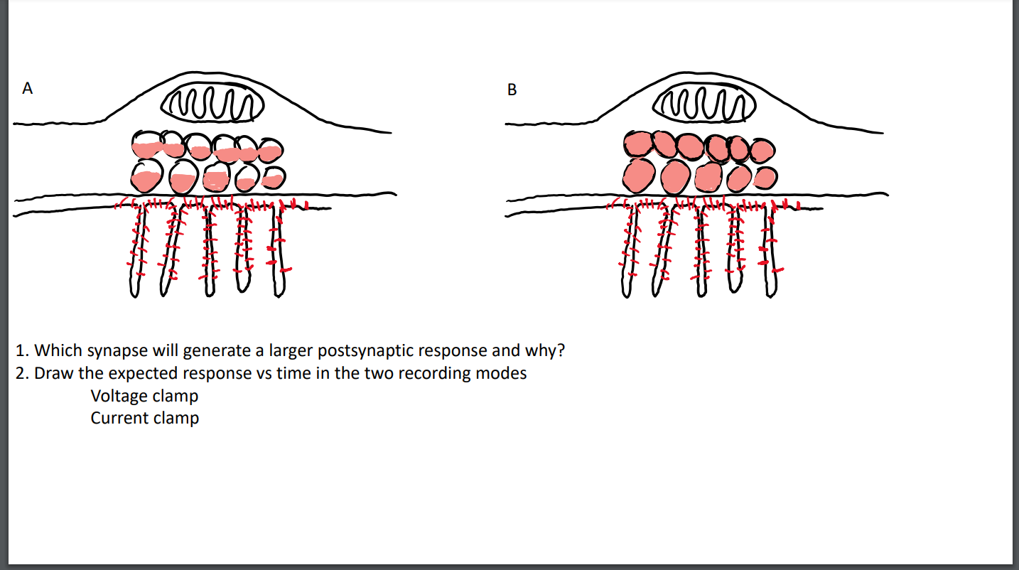 Solved 1. Which synapse will generate a larger postsynaptic | Chegg.com