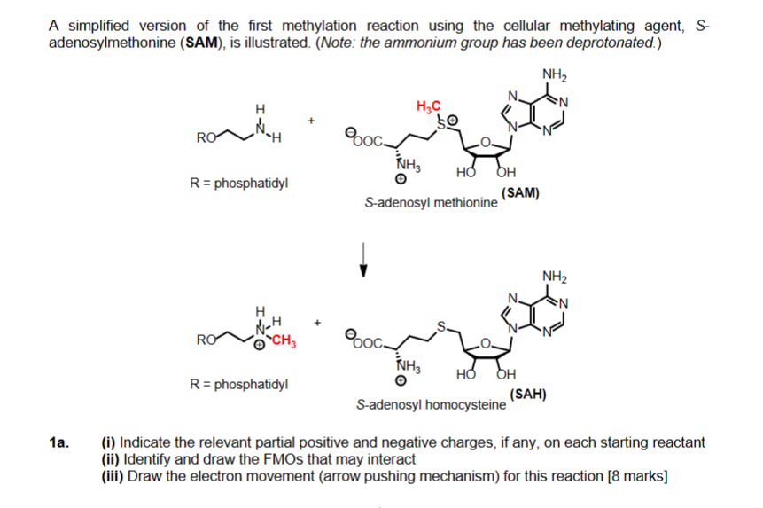 Solved A simplified version of the first methylation | Chegg.com