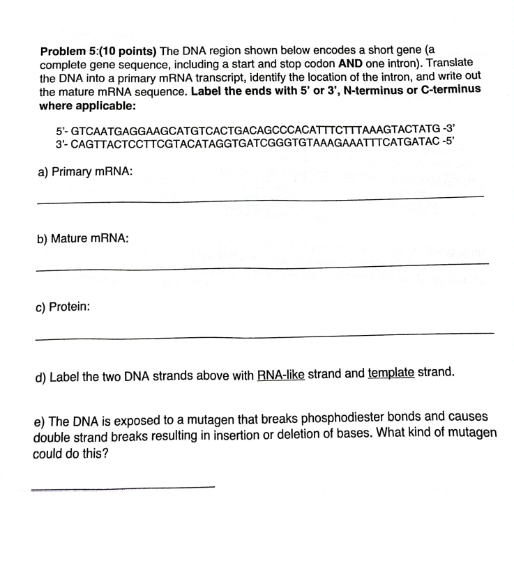 Solved Problem 5:(10 points) The DNA region shown below | Chegg.com