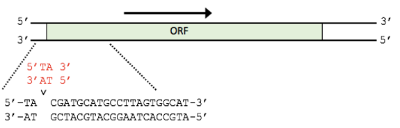 Solved Genetics Below is the open reading frame of a gene | Chegg.com
