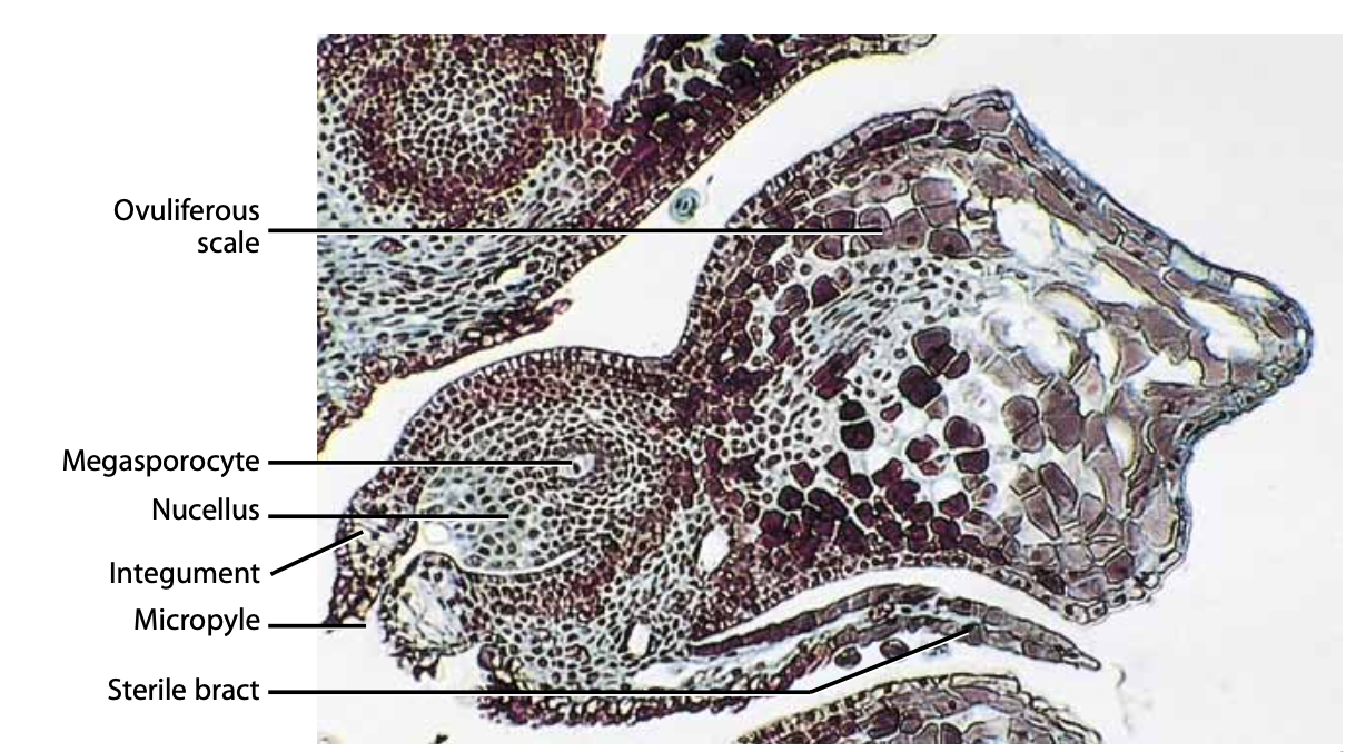 Solved For all of the structures (ovuliferous scale, | Chegg.com