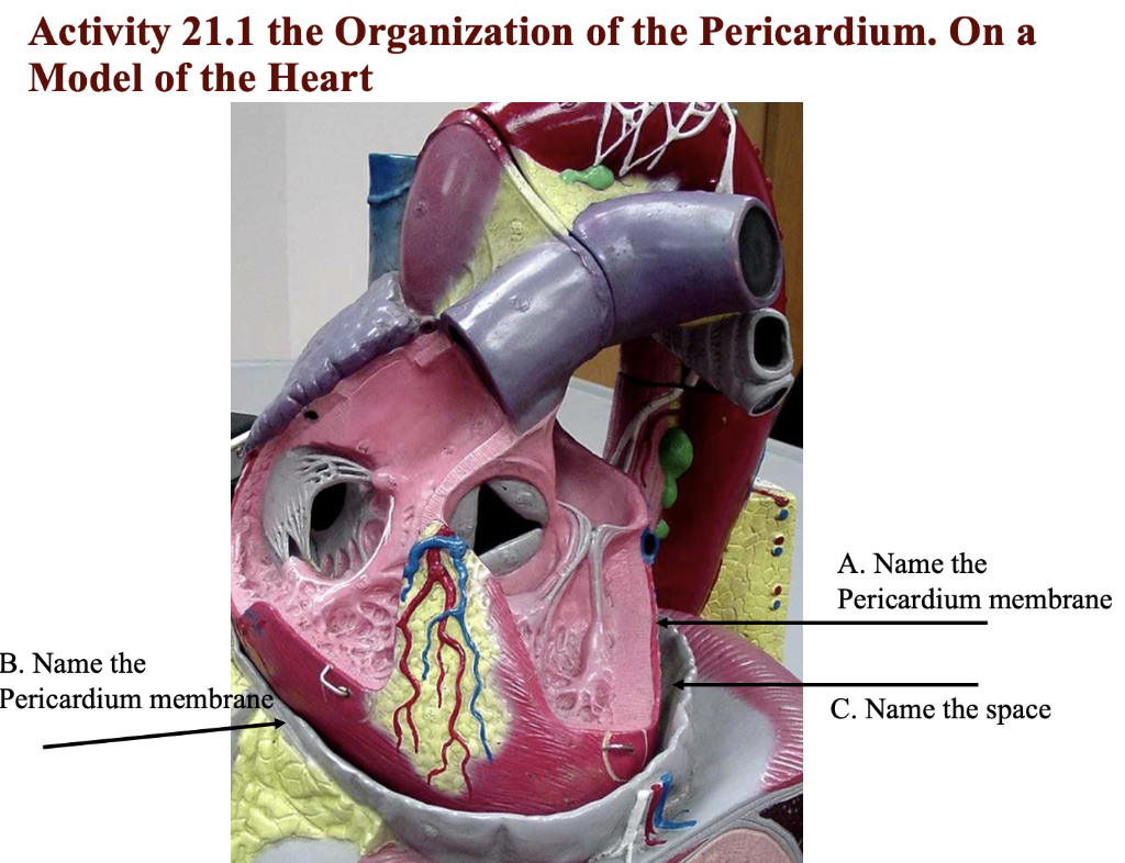 Solved Activity 21.1 the Organization of the Pericardium. On | Chegg.com