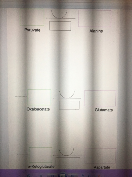 Aspartate and Glutamate both can be formed from | Chegg.com