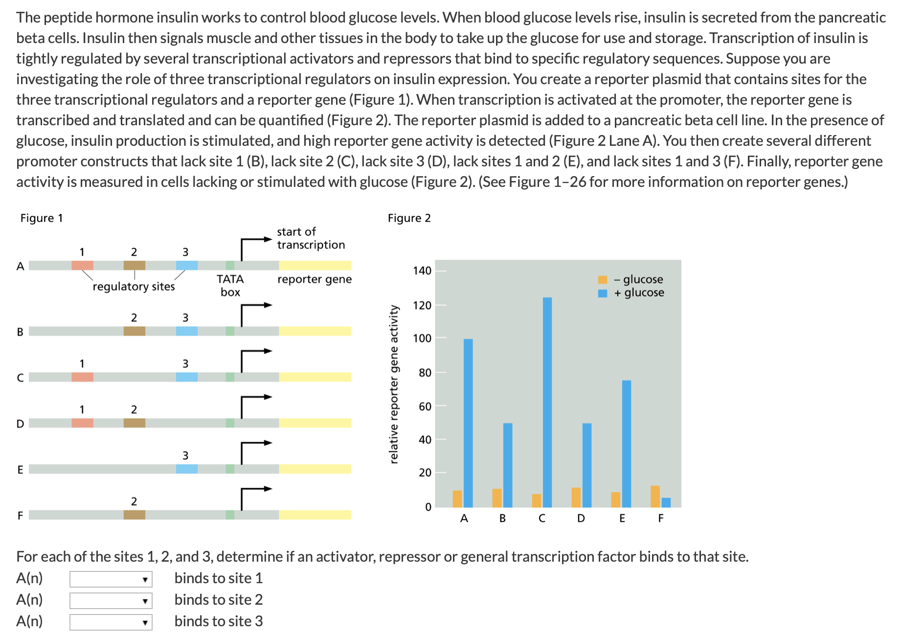 Solved The peptide hormone insulin works to control blood | Chegg.com