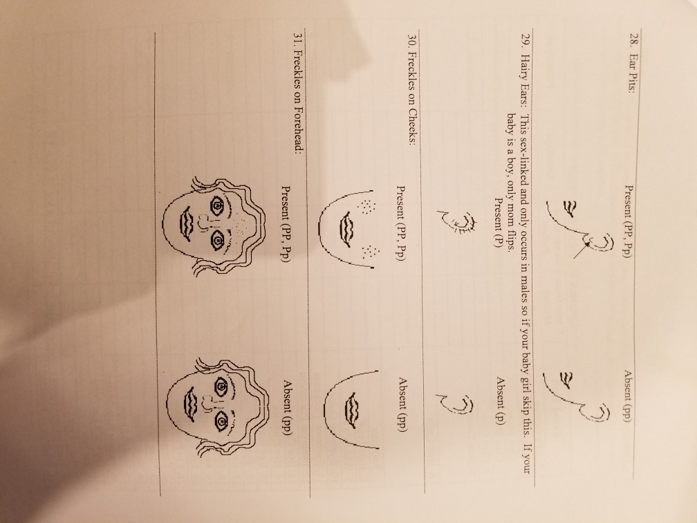 Solved Create a Face Lab Introduction: Why do people look so | Chegg.com