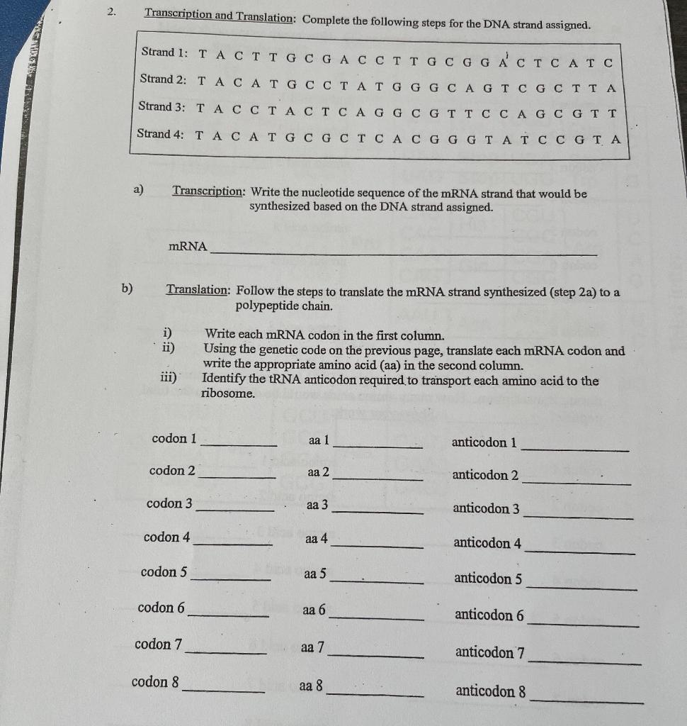 Solved 2. Transcription and Translation: Complete the | Chegg.com
