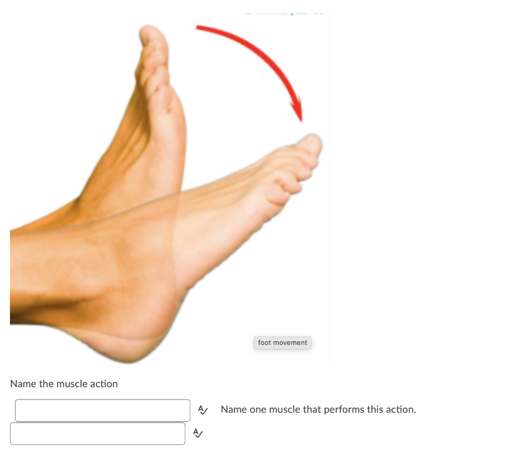 Solved foot movement Name the muscle action A Name one | Chegg.com
