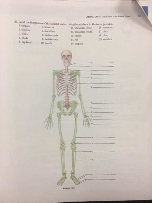 Anatomy And Physiology Archive | September 25, 2017 | Chegg.com